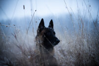 LOF Defence Systems Joins the Mission | UNITED K9 CANADA