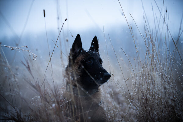 LOF Defence Systems Joins the Mission | UNITED K9 CANADA